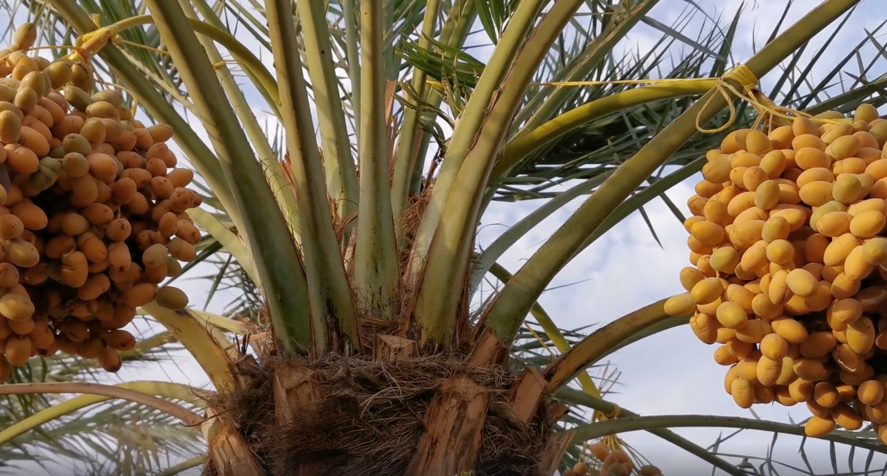 Die Dattel als Genussbasis